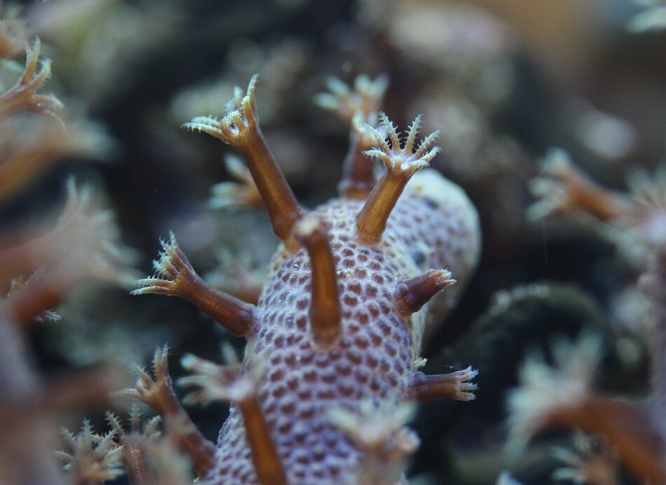 Lobophytum Sp Fingerlederkoralle Mein Meerwasseraquarium Lobophytum Sp Fingerlederkoralle Mein Meerwasseraquarium