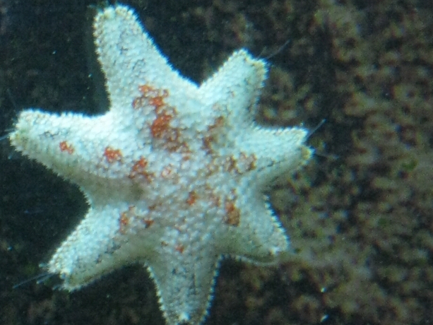Asterin Seestern – Mein Meerwasseraquarium