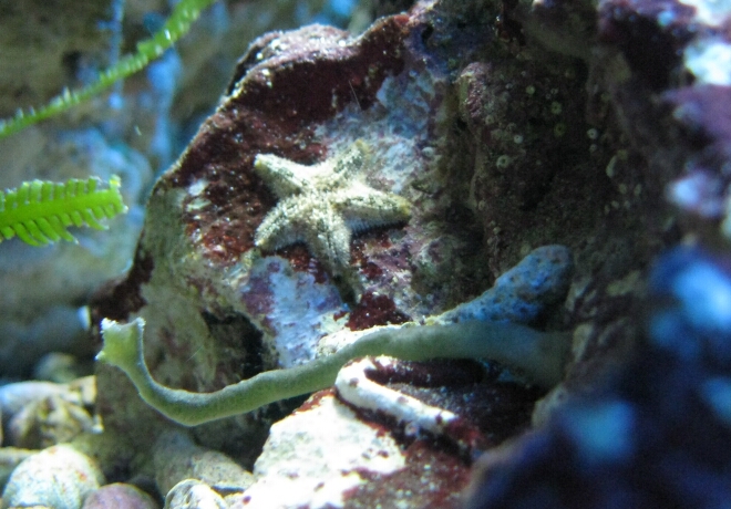 Seestern-neu – Mein Meerwasseraquarium