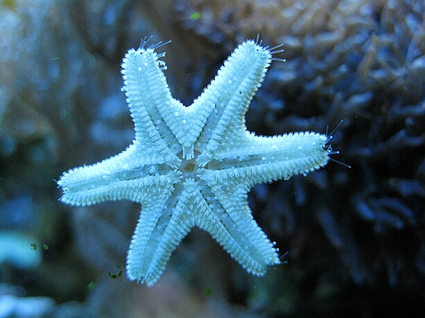 der Seestern ist jetzt ca. 3 cm im Durchmesser – Mein Meerwasseraquarium
