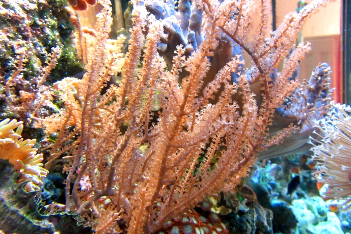 Gorgonie – Mein Meerwasseraquarium