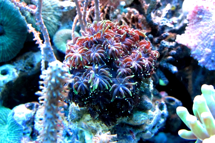 Galaxea – LPS Koralle – Mein Meerwasseraquarium