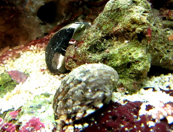 Napfschnecken – Mein Meerwasseraquarium