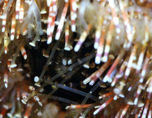 Mespilia globulus – Kugel-Seeigel – Mein Meerwasseraquarium