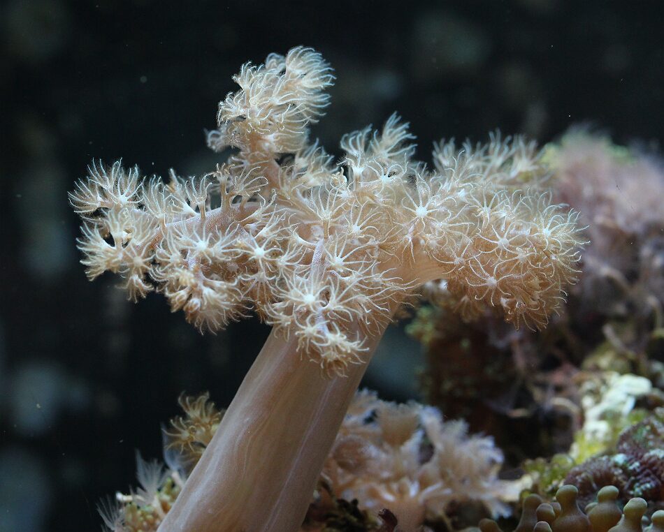 Bäumchenweichkoralle – Capnella impricata – Mein Meerwasseraquarium