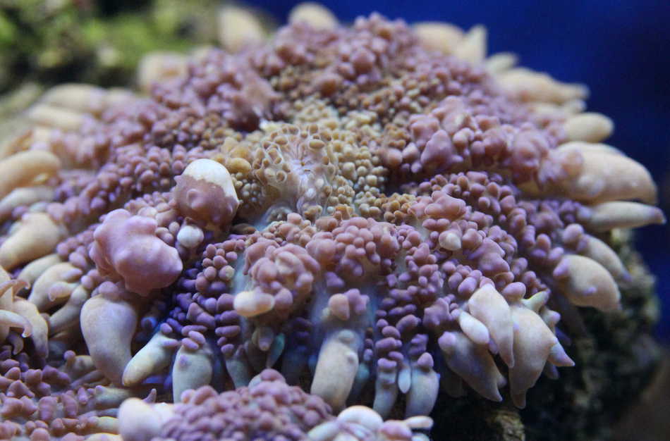 Rhodactis sp. – Mushroom coral (1) – Mein Meerwasseraquarium